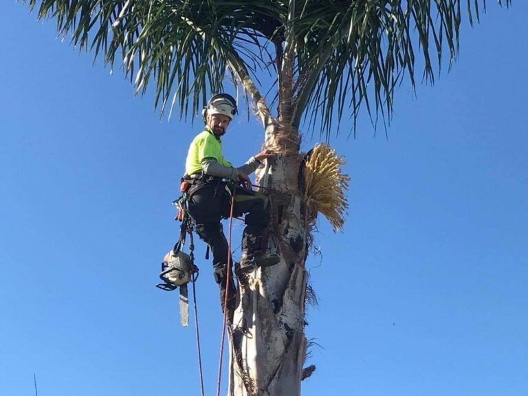 The Complete Palm Tree Trimming Guide by Duranchi Tree Service